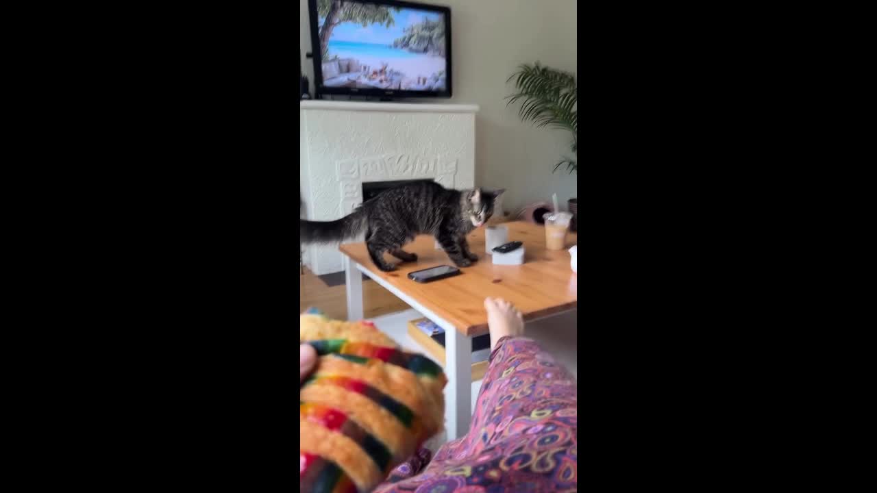 Sneaky kitten steals bite of rainbow croissant before pride parade in ...