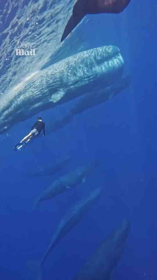 Swimming alongside 20 sperm whales in deep ocean encounter