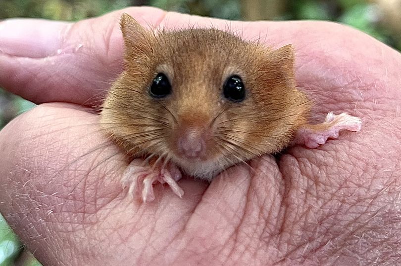 Dormice released at Bradgate Park in project to give threatened species ...