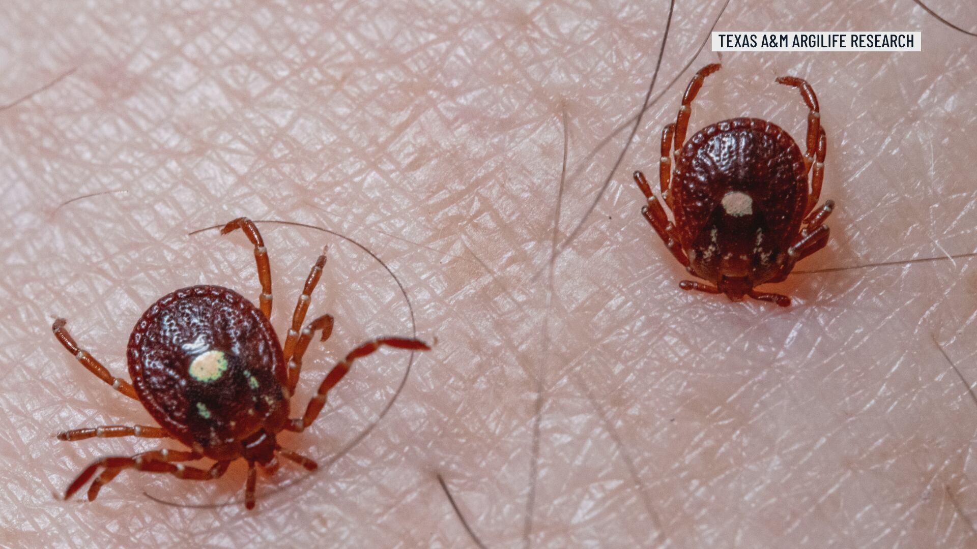 Tick season safety: What Brazos Valley families need to know