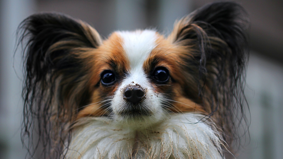 These are the 10 smartest small dog breeds, according to experts