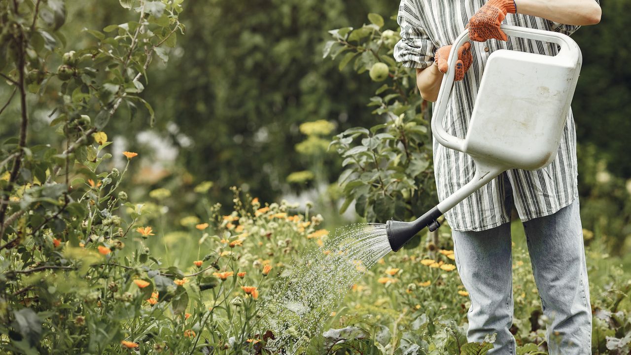 This is the best time of day to water your plants this summer ...