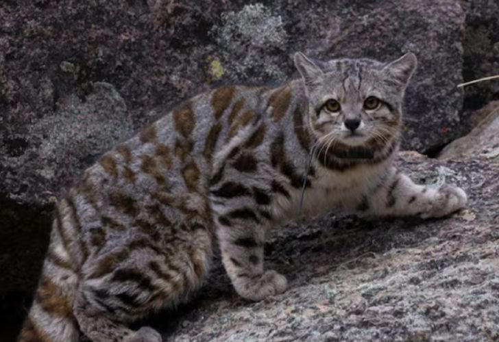 ¿Cómo es el plan para para rescatar al felino más amenazado de América?
