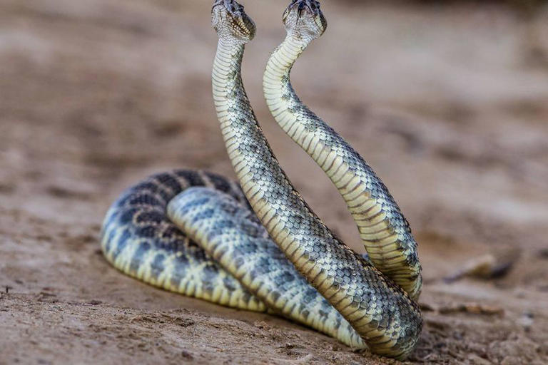 World Cup stars handed warning over lethal snake zone infesting ...
