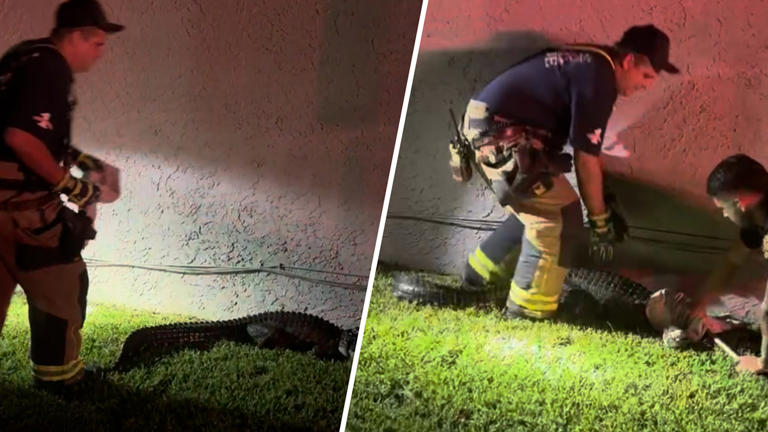 Davie firefighters and officers capture gator that eluded FWC for 2 years