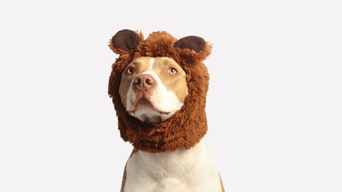 How dogs change their behavior as they age: 9 signs owners should know