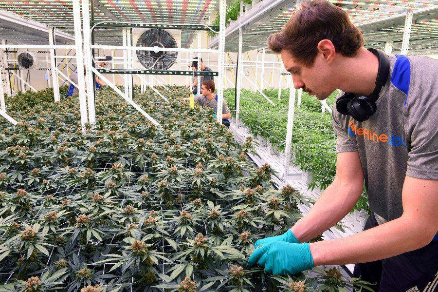 Mass. cannabis commission halts new licenses for 120 days