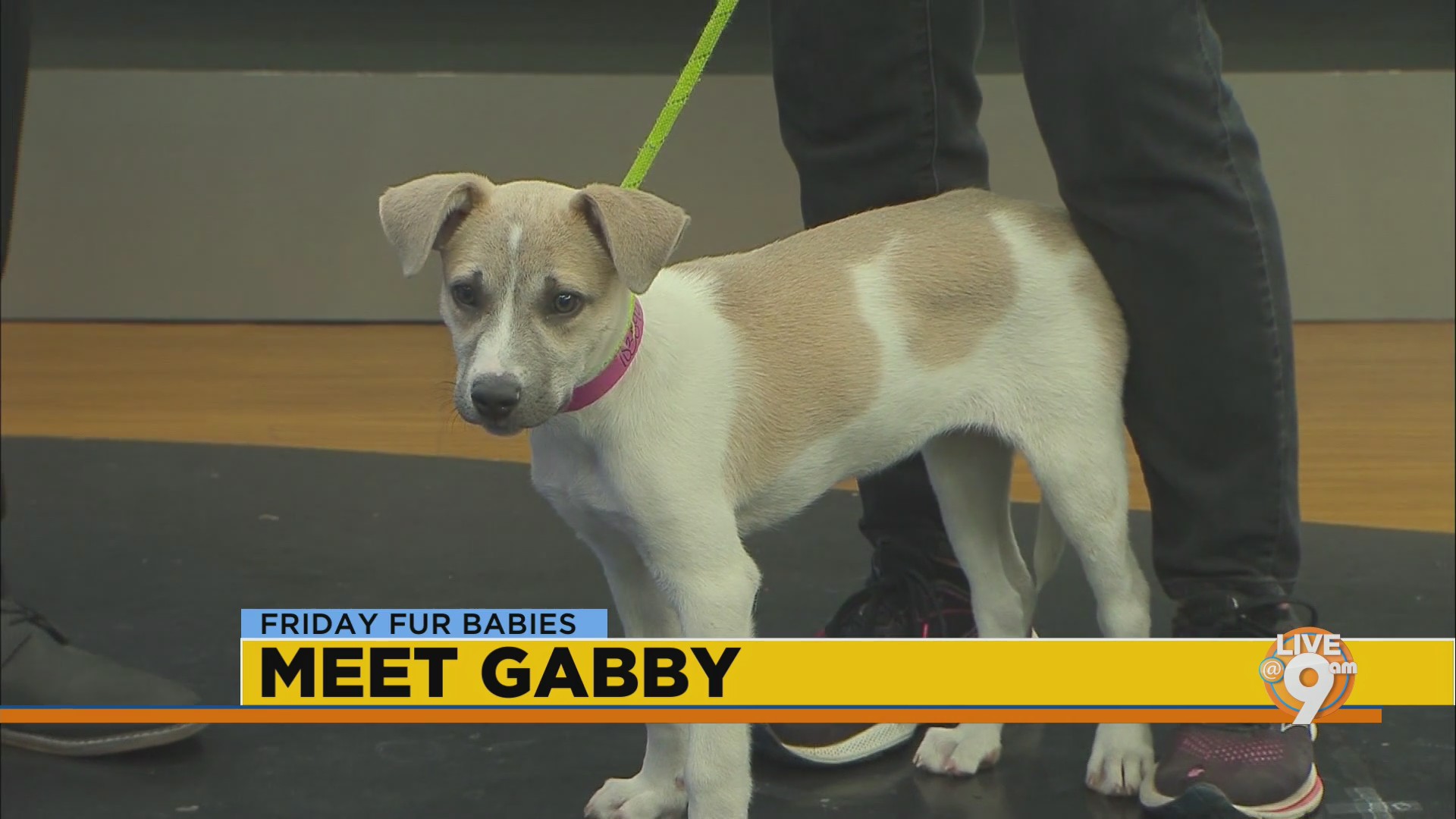 Friday fur babies: Meet Gabby