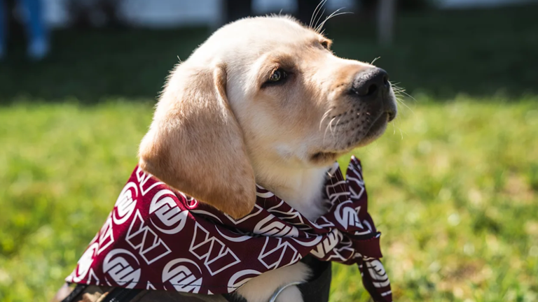 The Washington Commanders welcome a new furry friend to the team