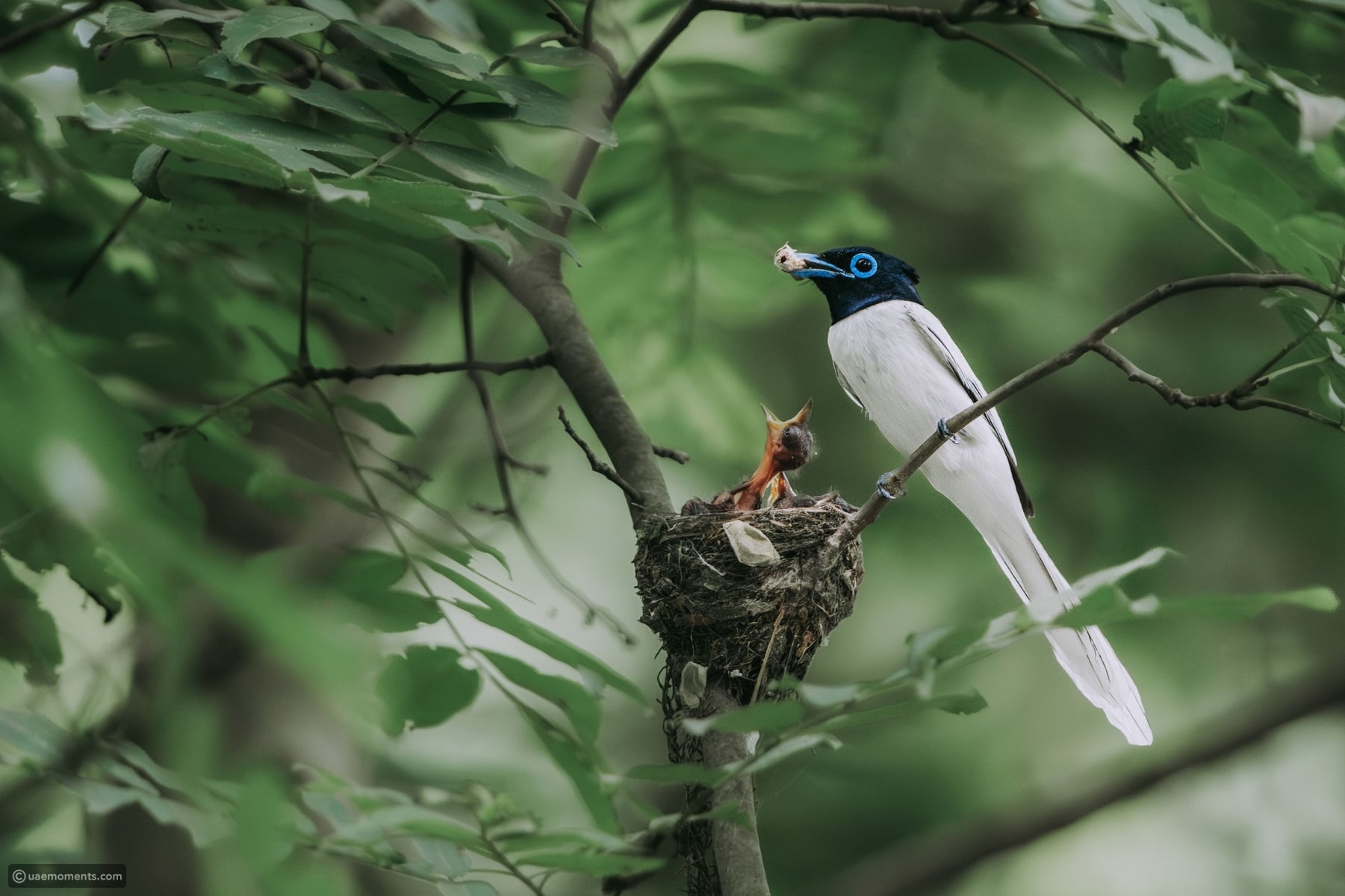 What to do when you find a baby bird in your yard