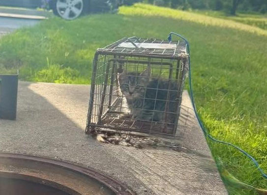 Tiny kitten safely rescued from Bellmead storm drain