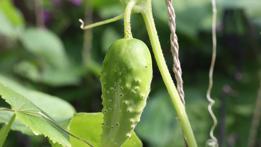 New vegetarian recipes blend seasonal produce with heart health focus