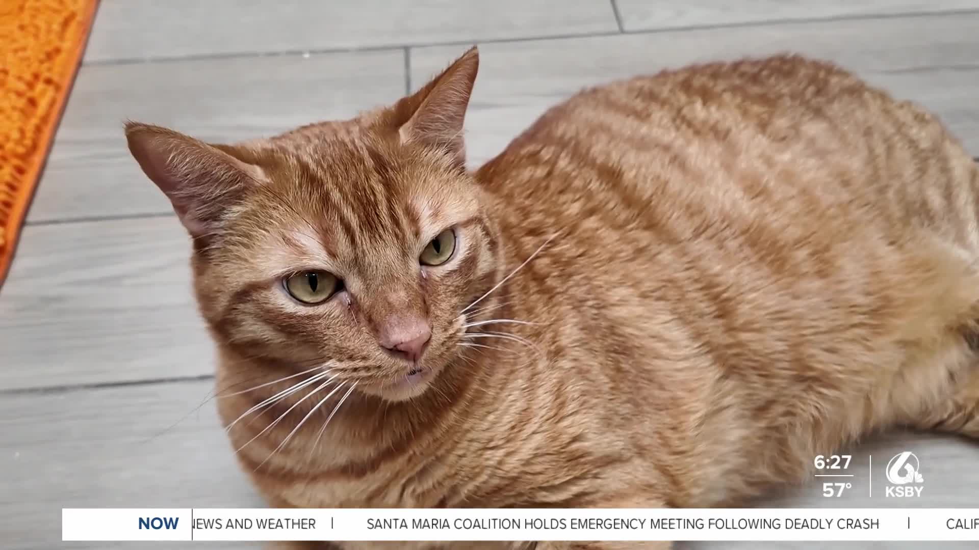 Pet of the week - Moon