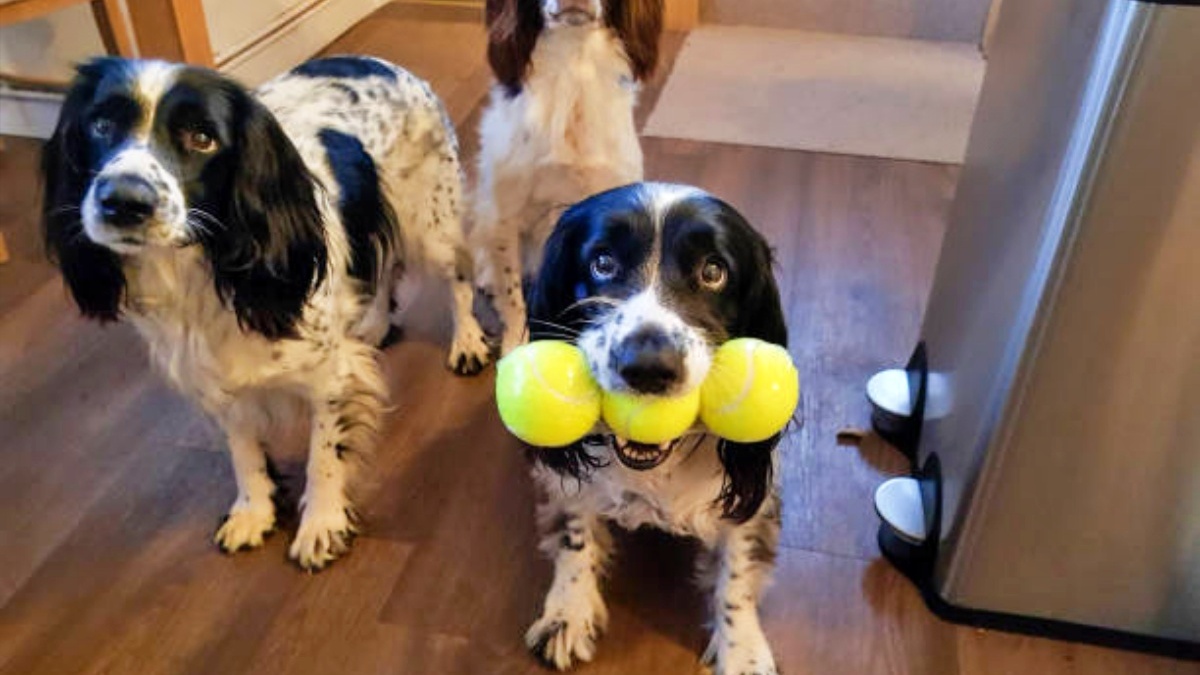 Your Dog Could Be Feeling Jealous, and This Common Behavior Is Giving ...