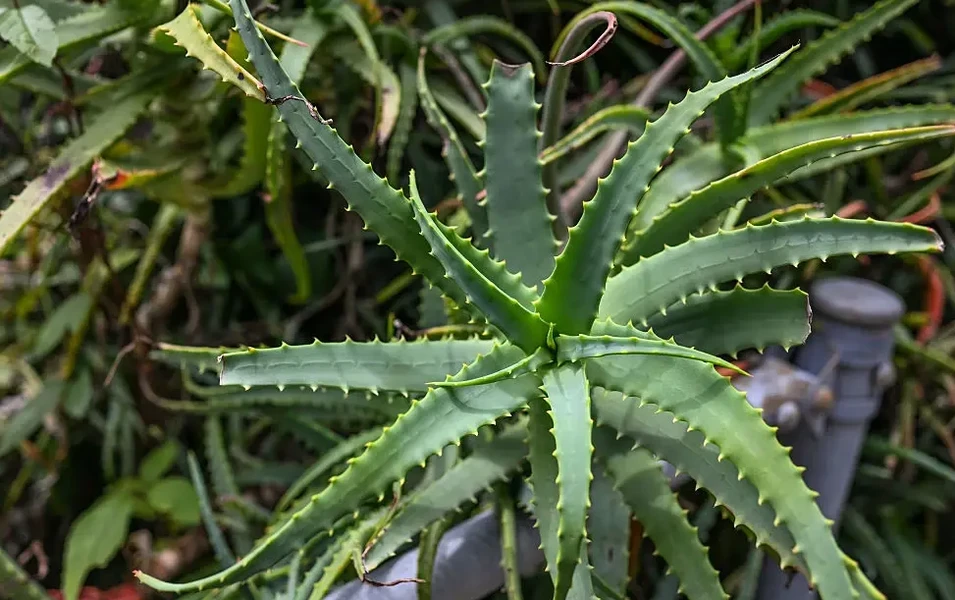 Experts recommend natural strategies to protect aloe from aphids