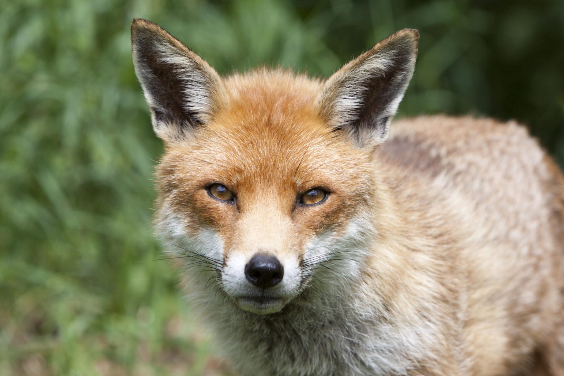 British pounds are reinventing themselves: animals are taking the place ...