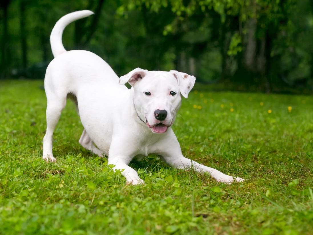 'Every pet deserves a victory lap': Will County, Chicagoland Speedway ...