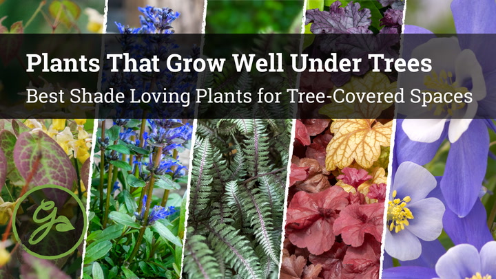 8 plants that thrive growing under trees