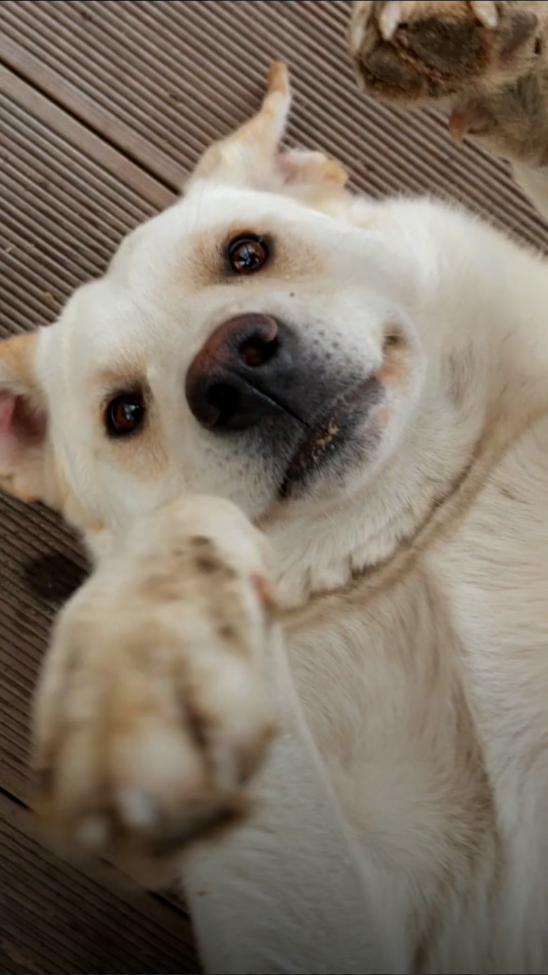 Errores que podrían acortar la vida de tu perro o gato