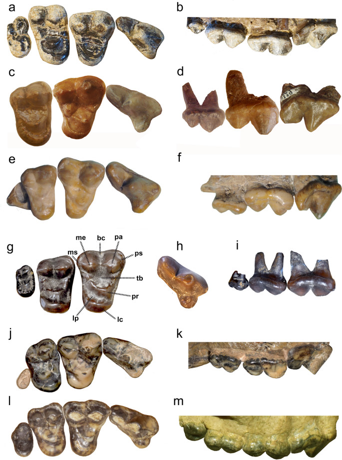 Scientists uncover a new 16-million-year-old bear-dog species in Spain ...
