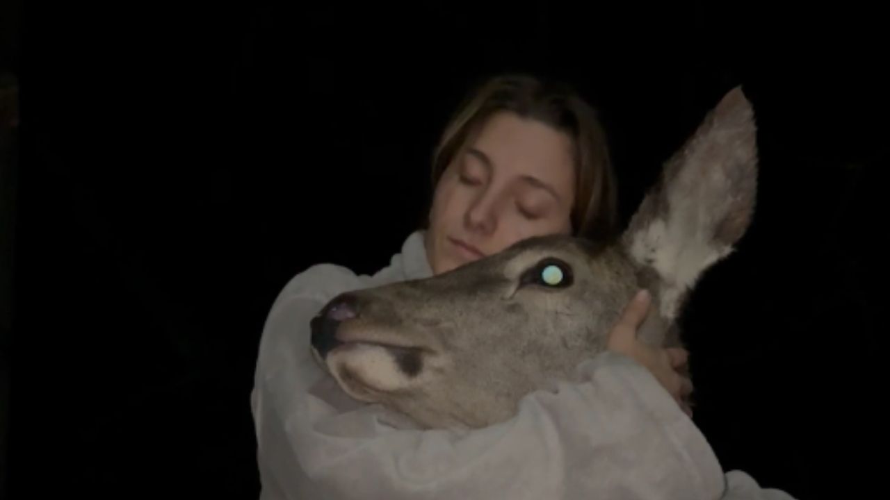 Touching encounter: Woman embraces a deer beneath the starry night