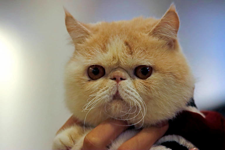 Meet the adorable cat in a Thomas the Tank Engine costume taking ...