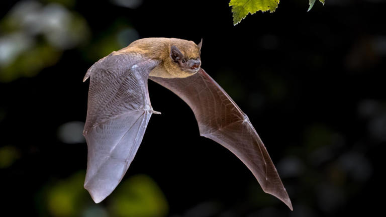 2nd bat tests positive for rabies in Butler County within 3 weeks