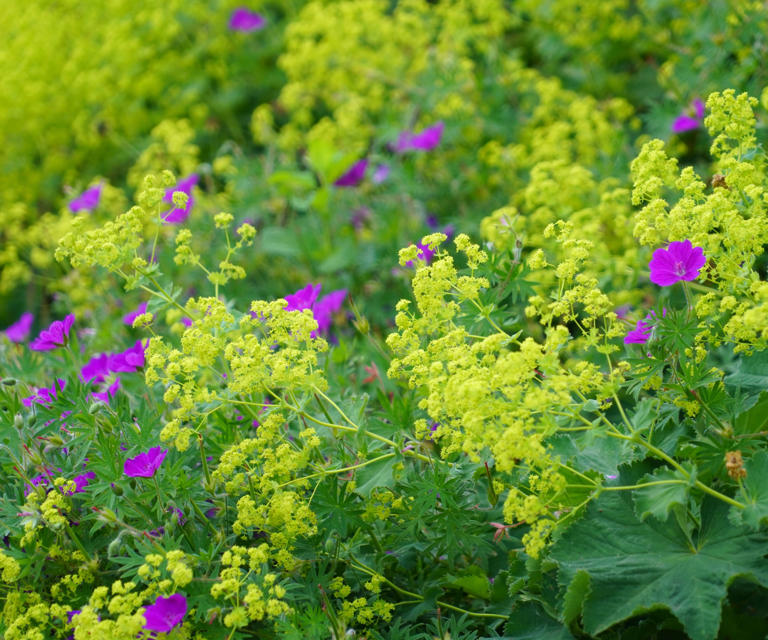 Cut these 6 perennials back in June for a vibrant second flush of ...