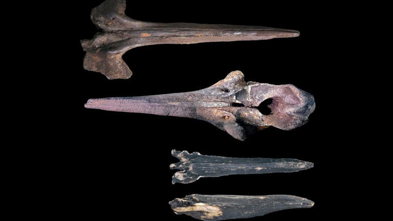 A submersible ride revealed a vast whale graveyard. And it holds more ...