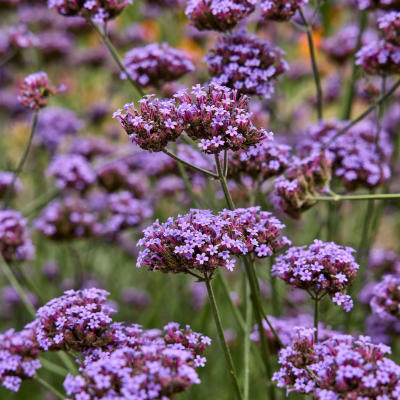 How to get the best blooms growing verbena in containers – six key ...