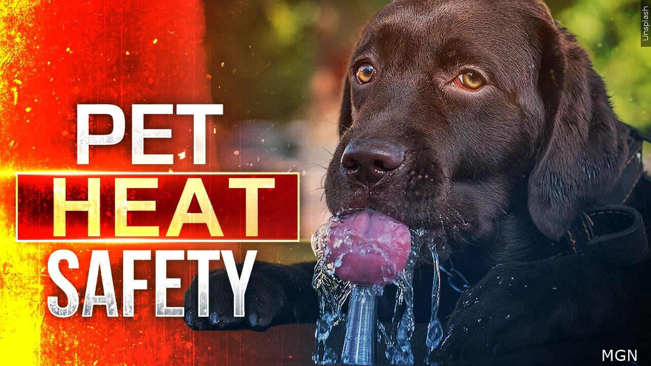 How to keep dogs safe in summer heat