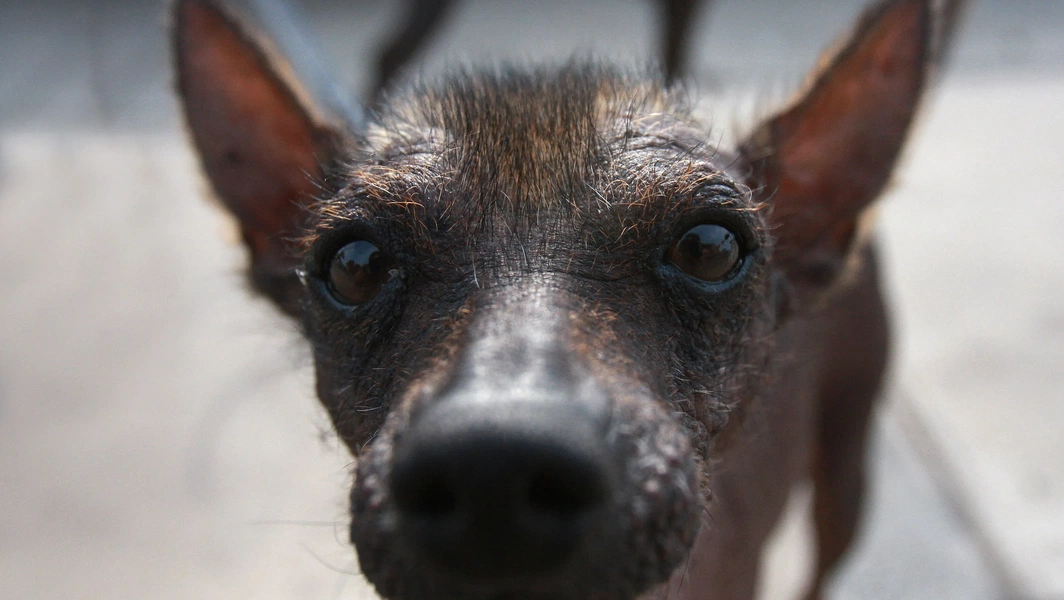 10 rare and remarkable dog breeds