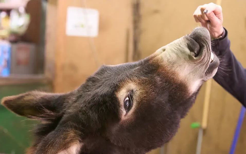 Rescued donkeys thrive after harrowing beginnings