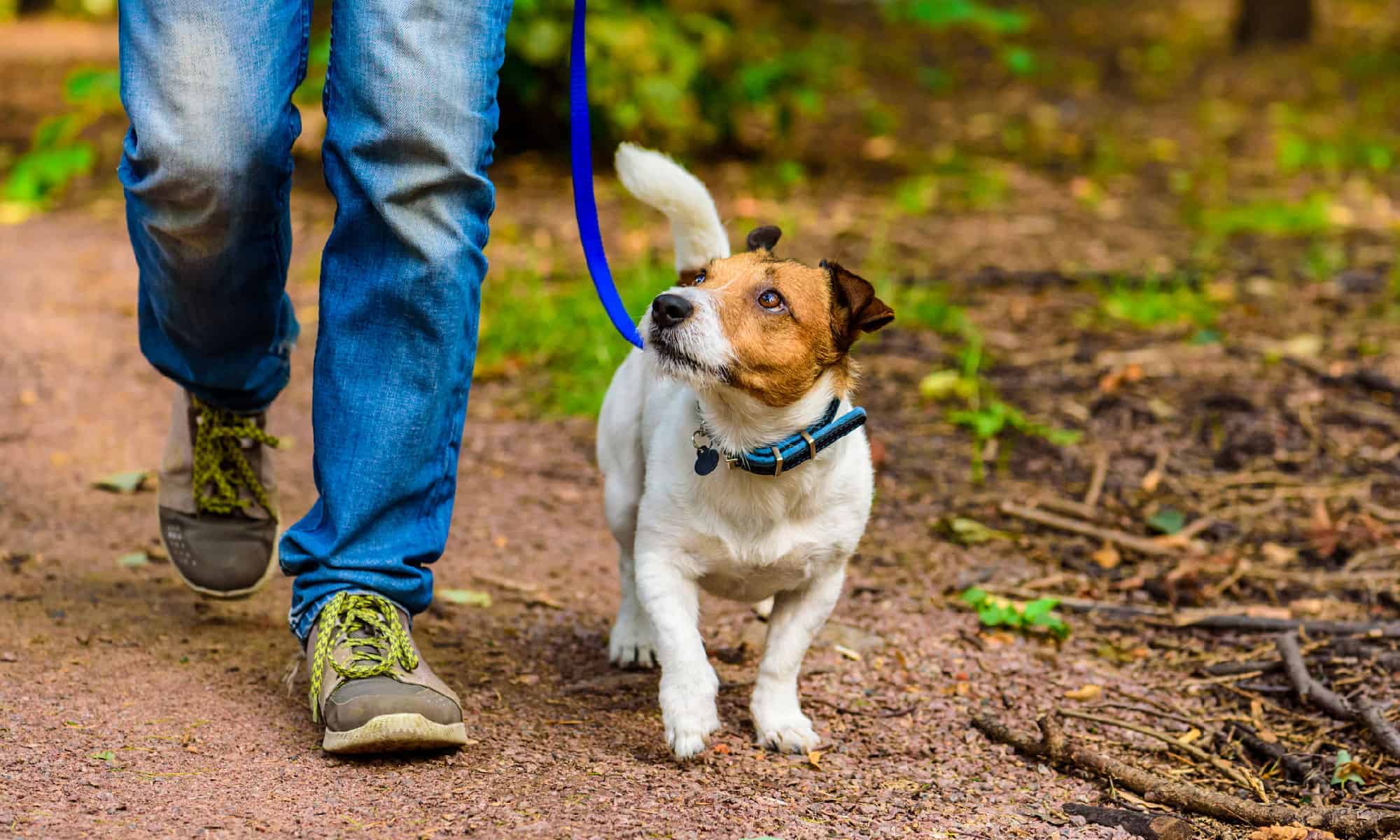 Retired couple’s three pets are costing them $14K a year. What that ...