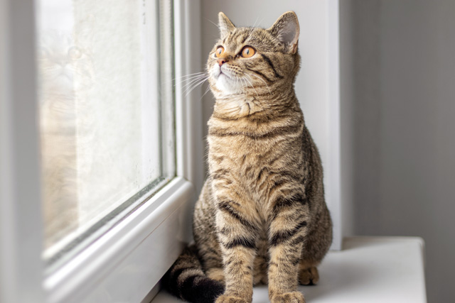 英語「Cats with stripes」ってどういう意味?
