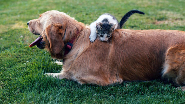 Tiny kitten won't nap anywhere but on his giant golden retriever friend