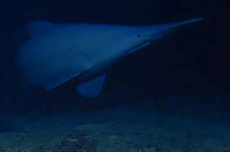 Goblin shark with face 'not even a mother would love' seen alive for ...