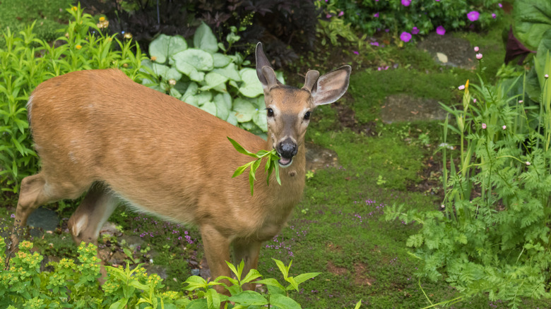 Can this strong-scented herb really keep deer away from gardens?