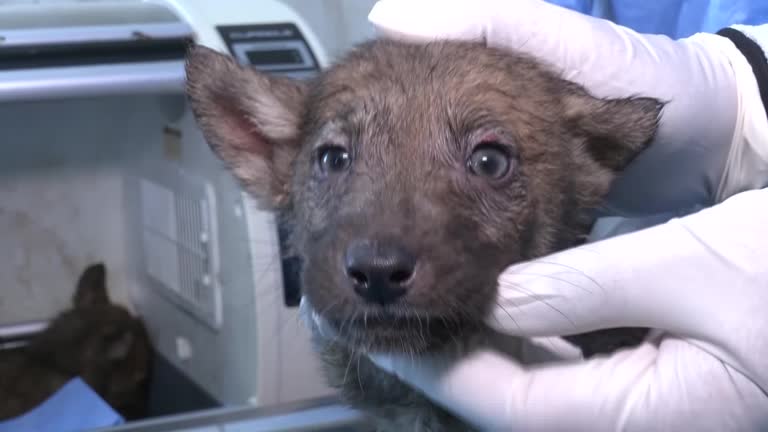 Seven rescued wolf pups under treatment in southeast Turkey