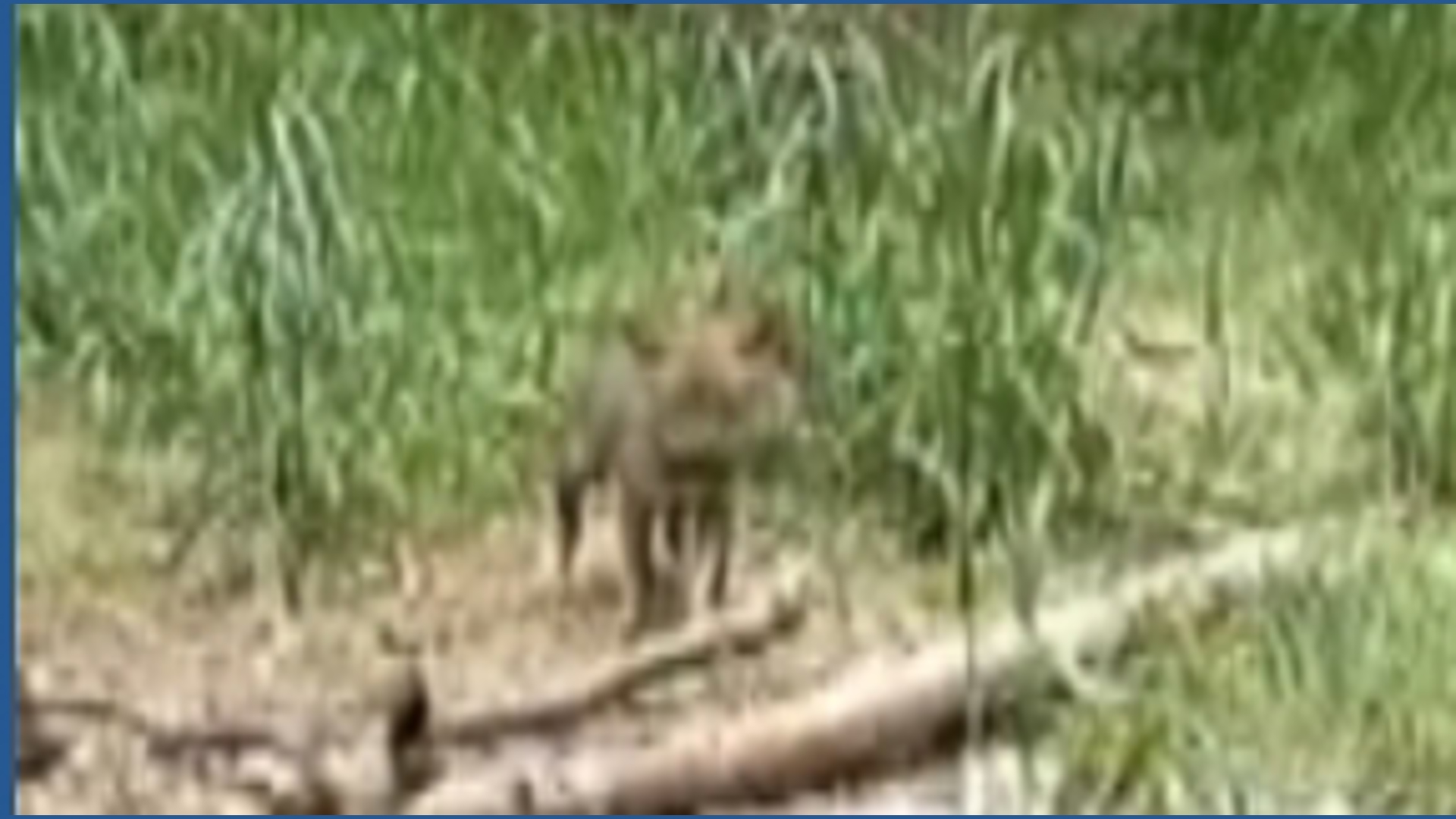 Red wolf puppies learning to howl