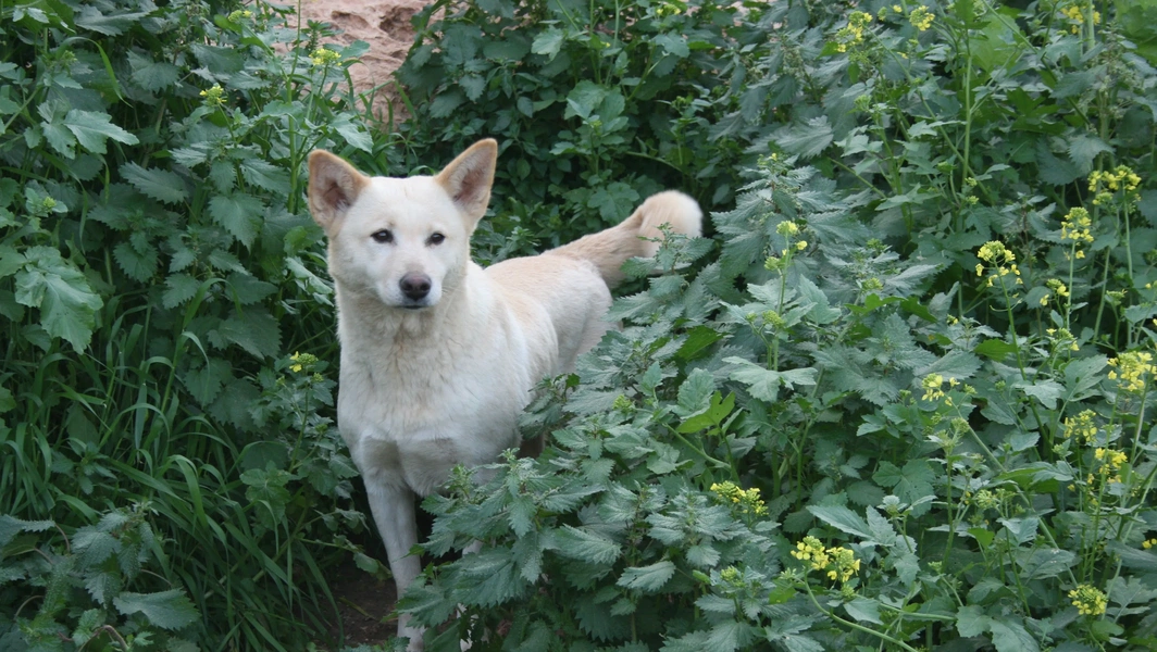 10 rare and remarkable dog breeds