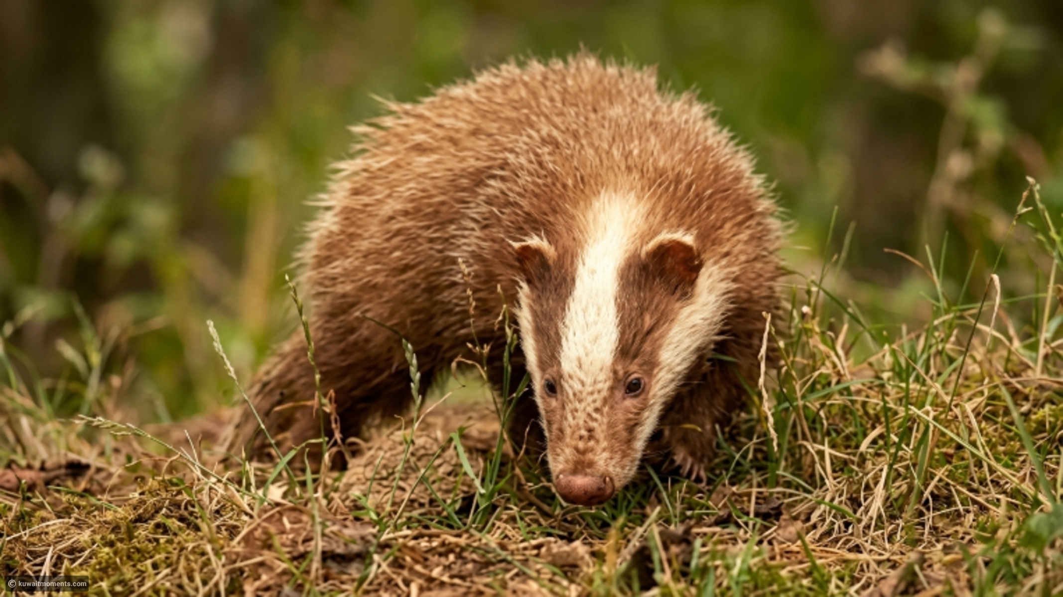 A look at 12 animals with rare genetic variations