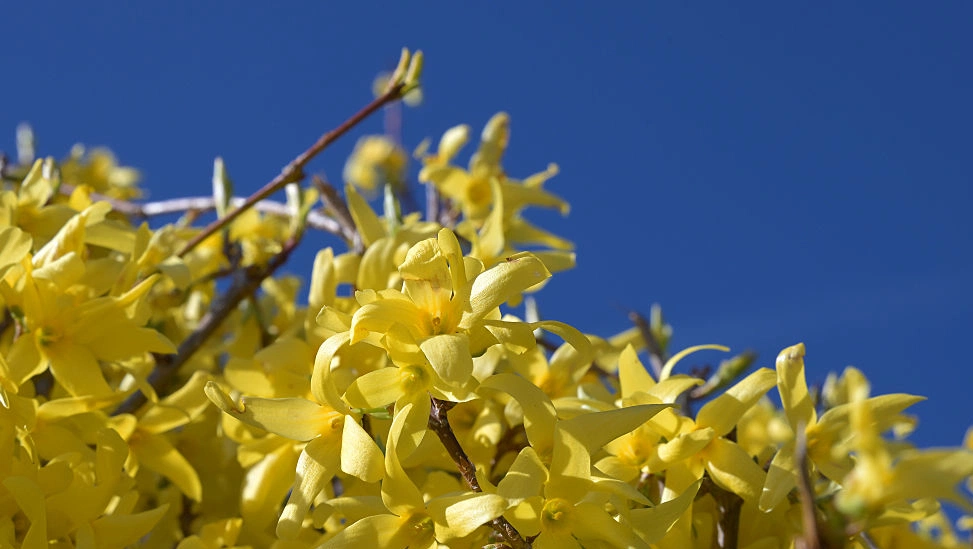 15 plants to avoid pruning in fall