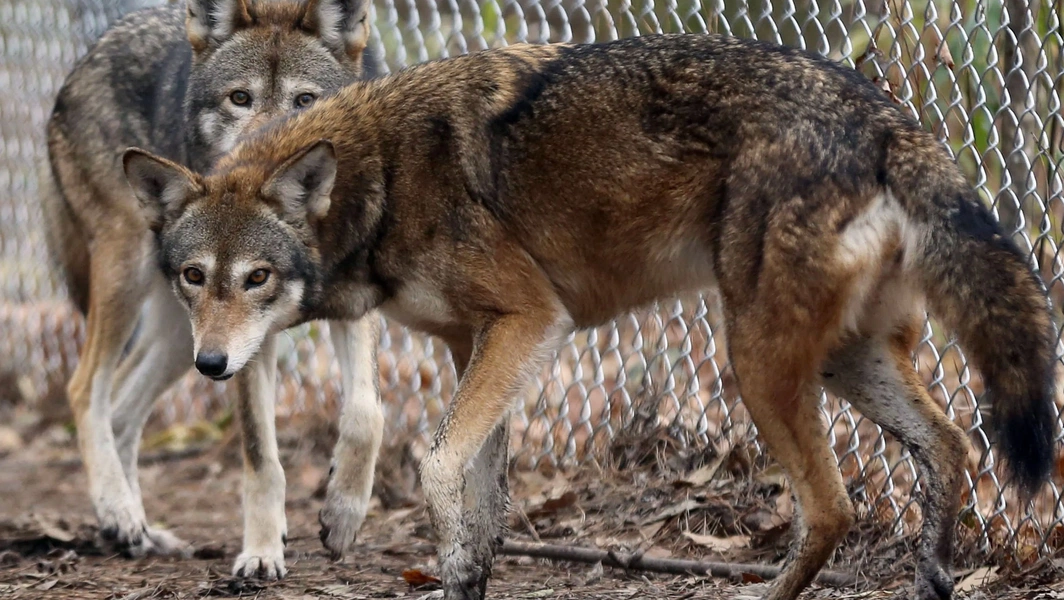 6 endangered animals fighting for survival in the US