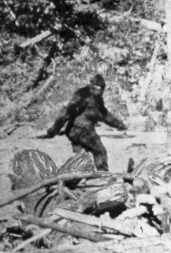 Bigfoot sightings surge across Canada as 'massive figure with earthy ...