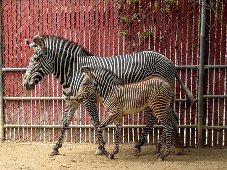Rare zebra born at LA Zoo