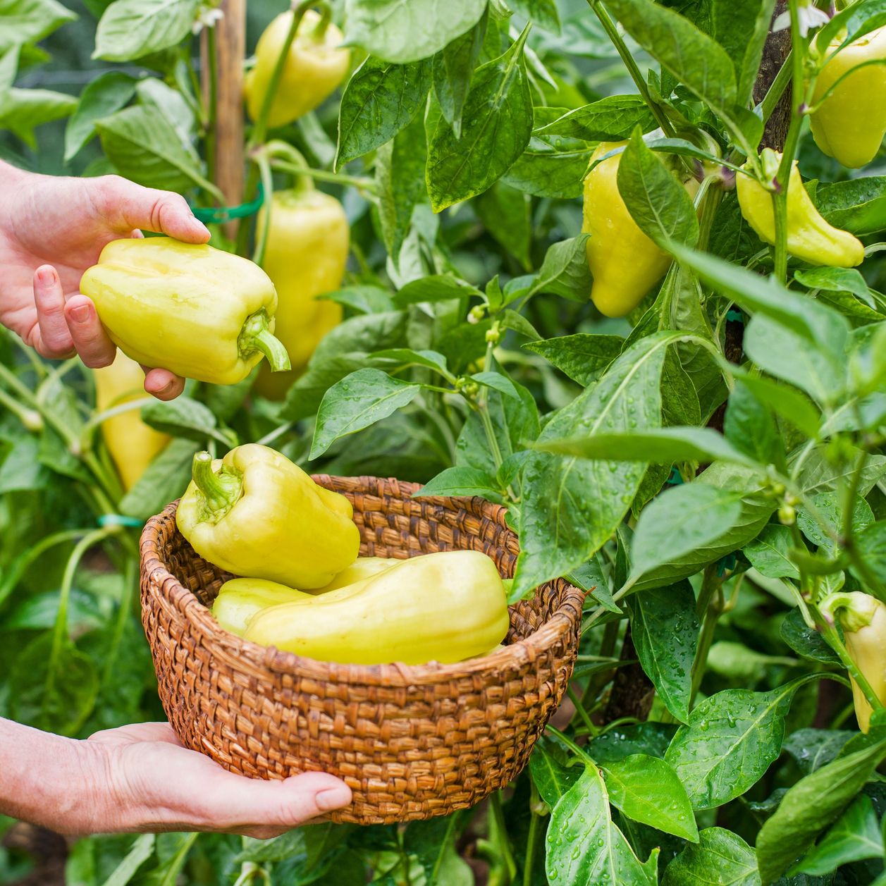Oubliez l'engrais : l'astuce d'un jardinier avec du basilic pour ...