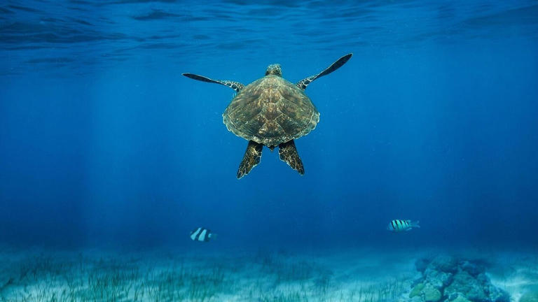 China waarschuwt voor 'spionageschildpadden' in Chinese wateren: "Ze ...
