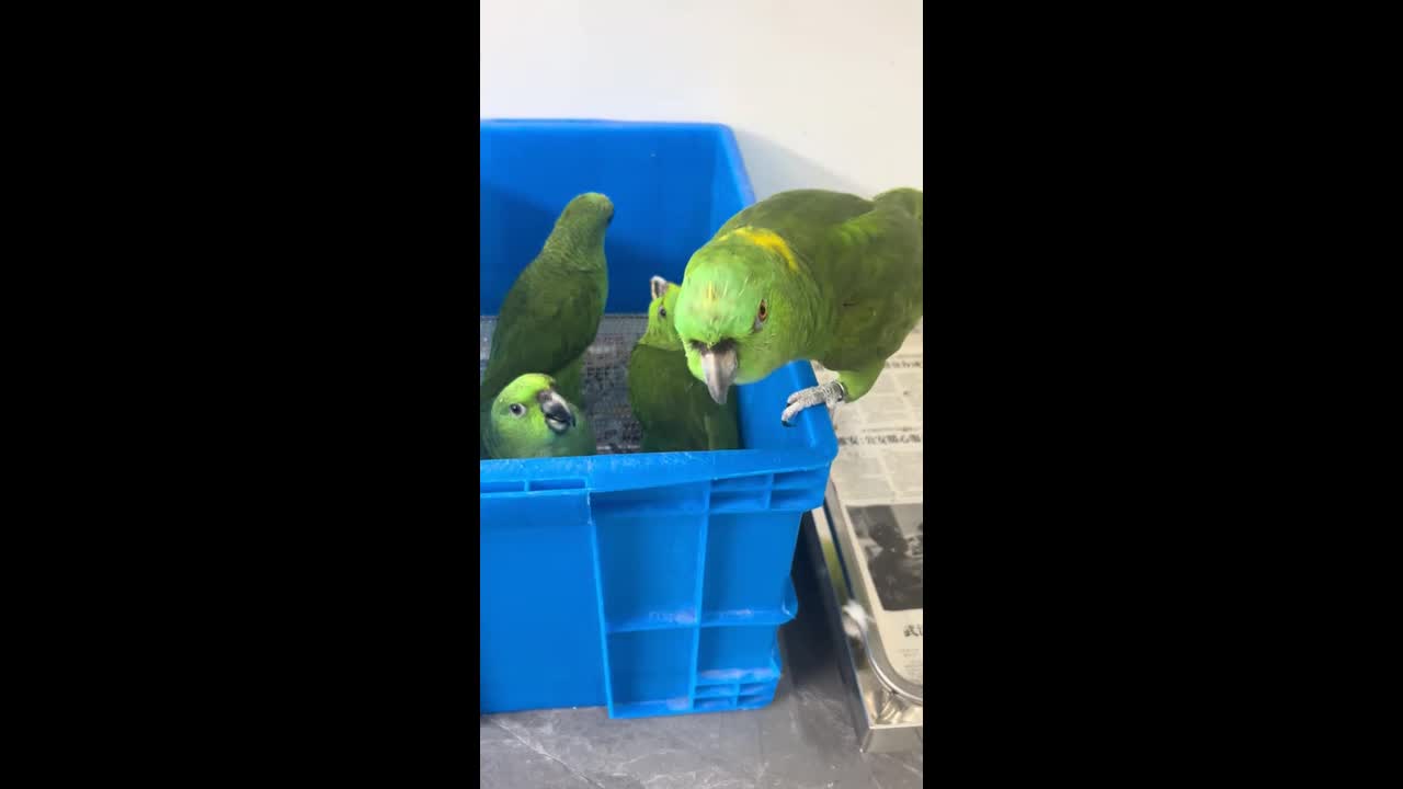 Parrot loudly vocalizes to companions in Guangdong, China