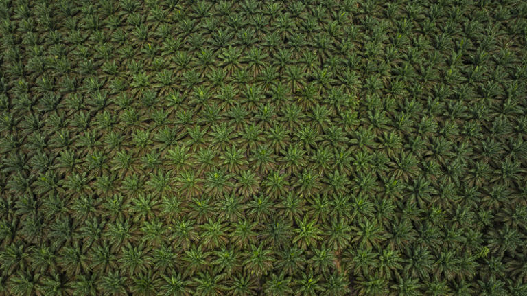 Green biofuels could save the day if oil supplies remain disrupted (and ...